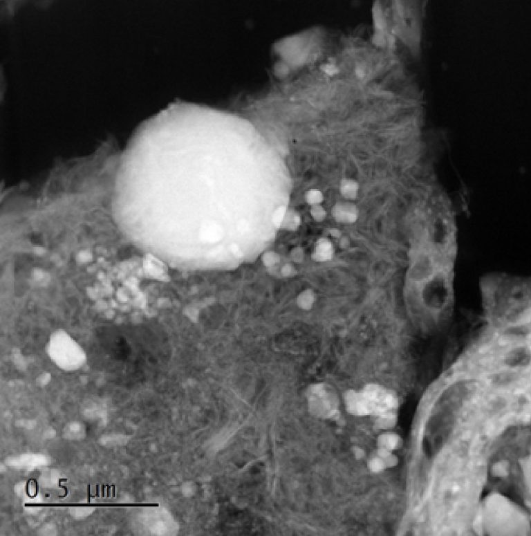 Leicester scientists reveal new insights into the evolution of our ...